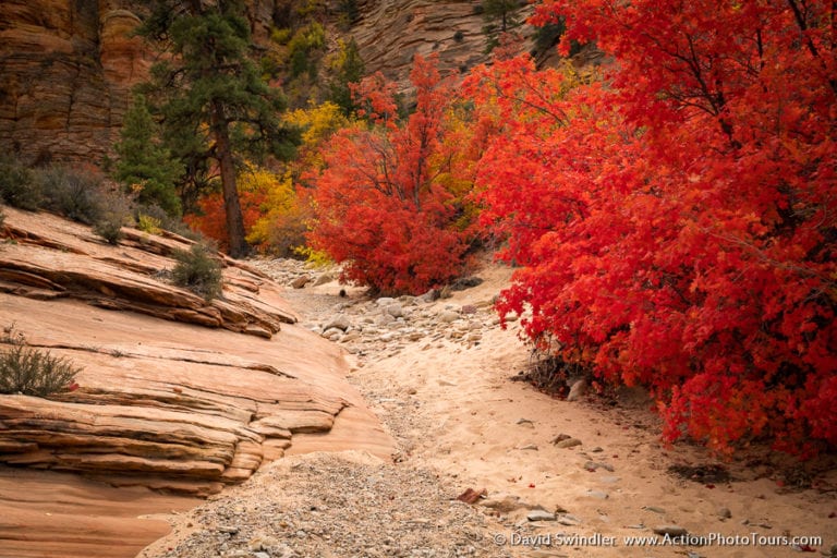 Southern Utah Fall Colors | Action Photo Tours | Utah Photo Tours