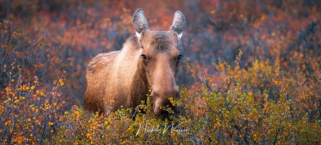 Alaska Fall Colors Photography Workshop : Action Photo Tours