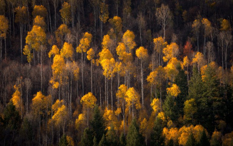 Northern Utah Fall Colors Photography Workshop