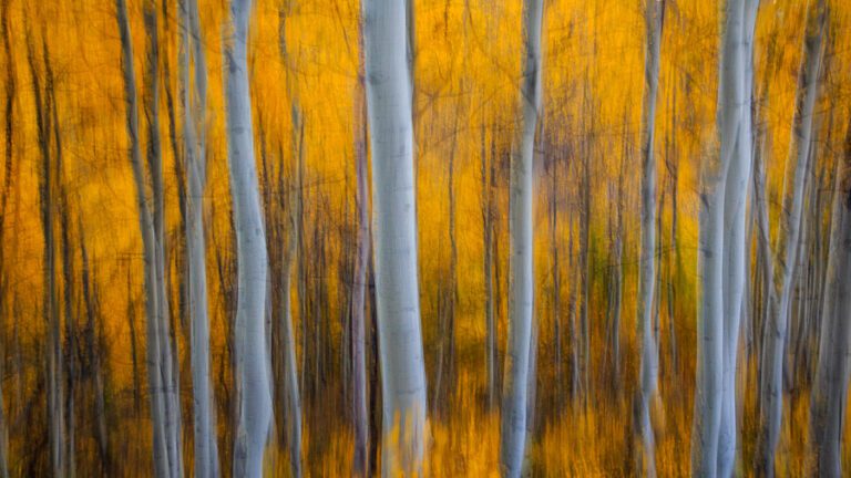 Northern Utah Fall Colors Photography Workshop : Action Photo Tours