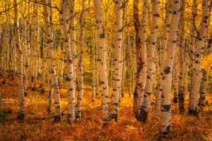 Northern Utah Fall Colors Photography Workshop