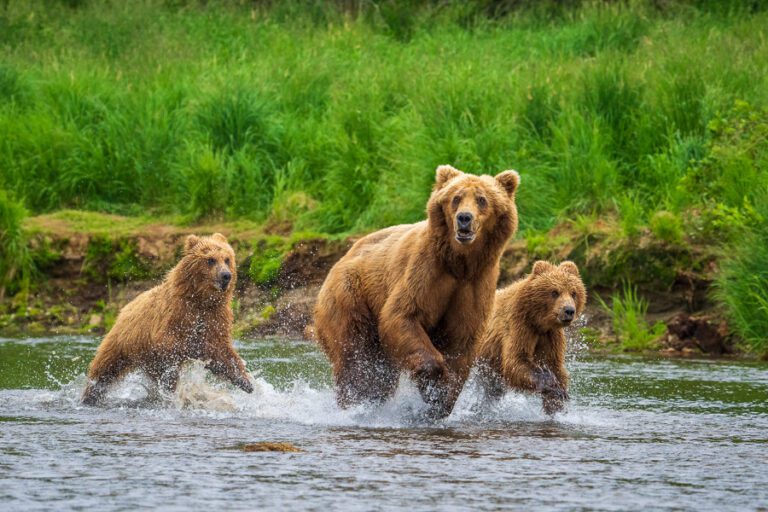 Power & Beauty: Photographing Brown Bears : Action Photo Tours