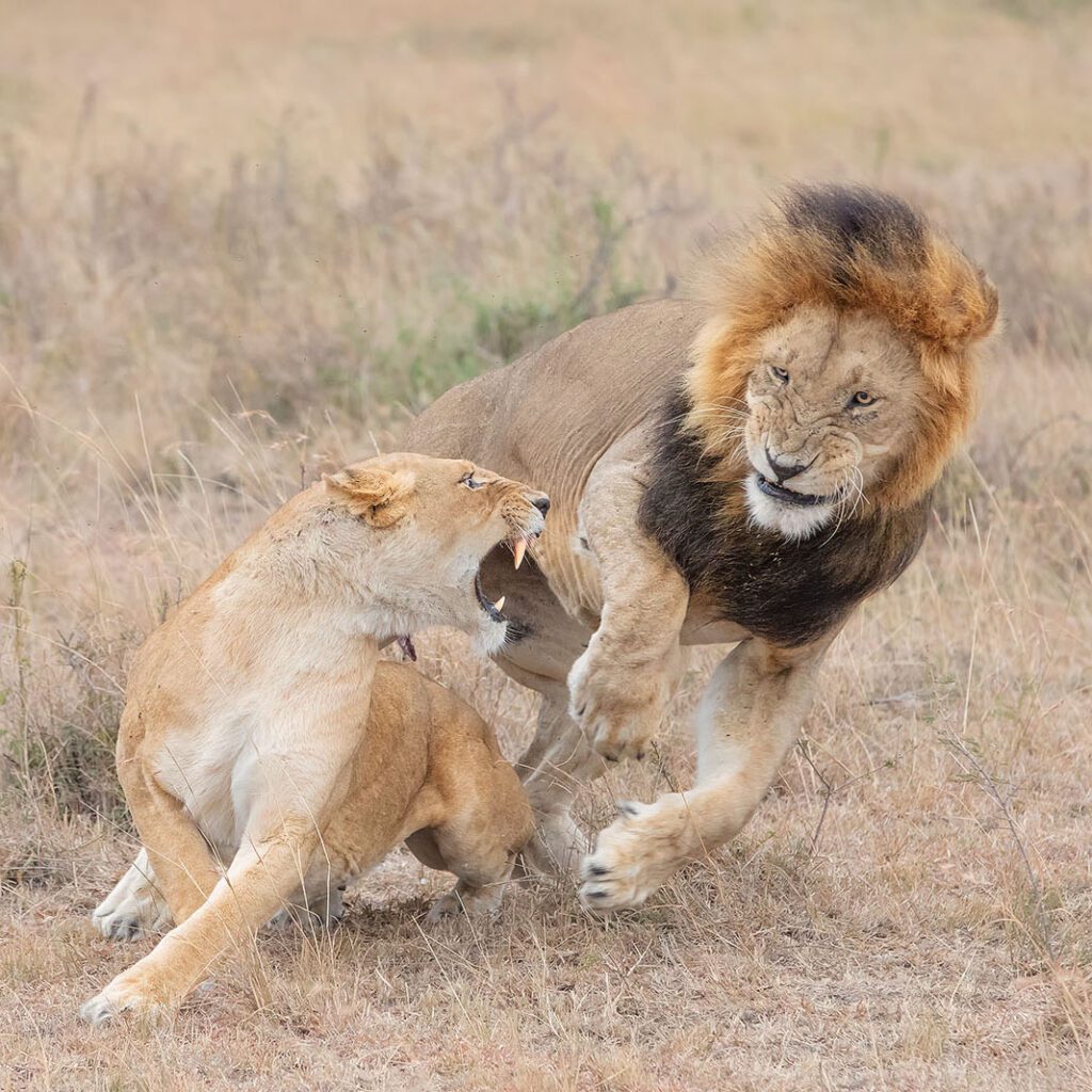 Big Cats Africa Safari Photo Workshop : Action Photo Tours