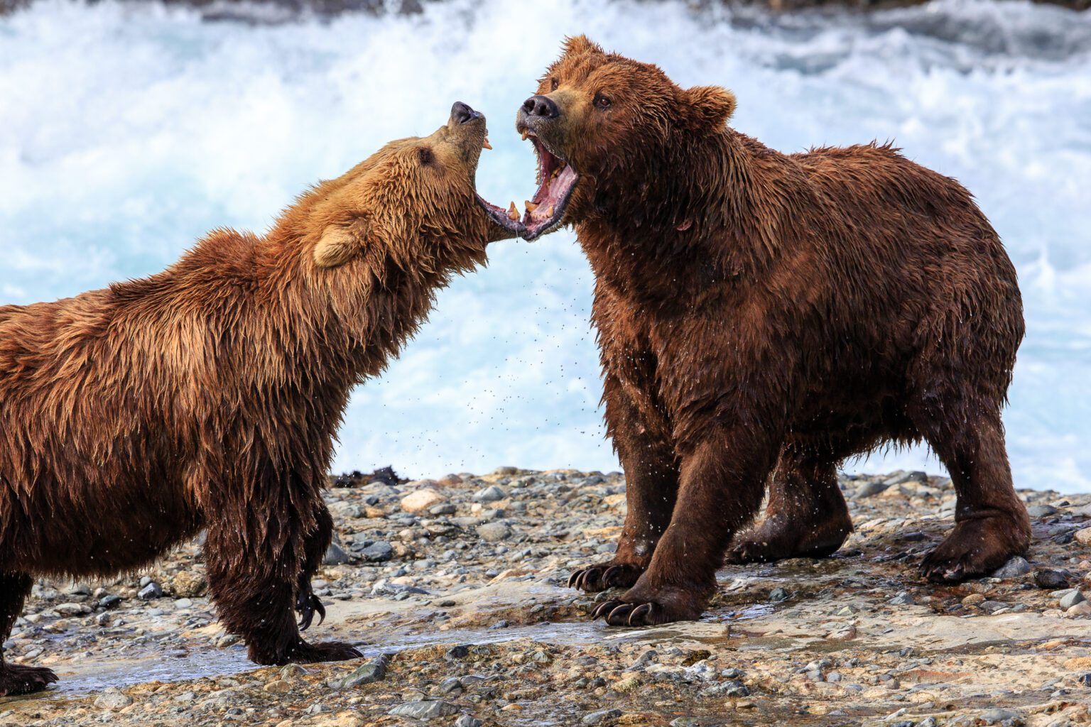 Power & Beauty: Photographing Brown Bears : Action Photo Tours